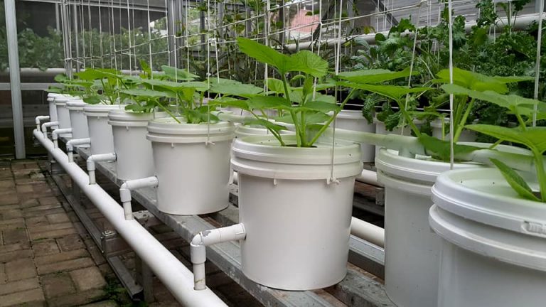 dutch bucket 20 | Smart Hydroponic Indonesia